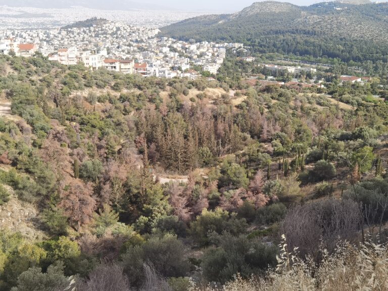 Το κοκτέιλ που "ροκάνισε" τα δάση της Αττικής, πλήγωσε σκληρά το ...